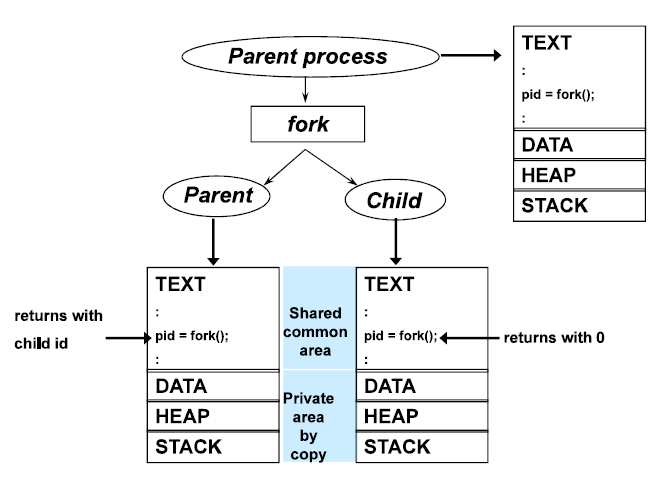 fork, wait, exit, exec