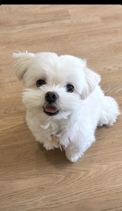 [Python] hanspell 맞춤법 검사기 사용하기